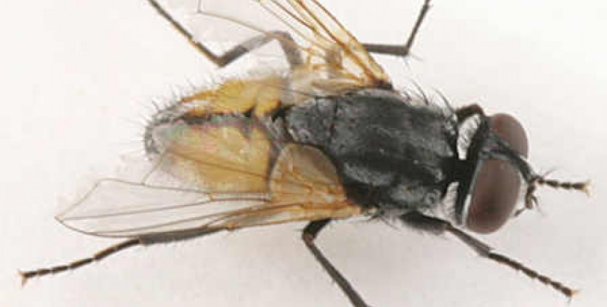 Fumipac: Fumigaciones del Pacífico :: Plagas :: MOSCAS COMÚN / Musca ...